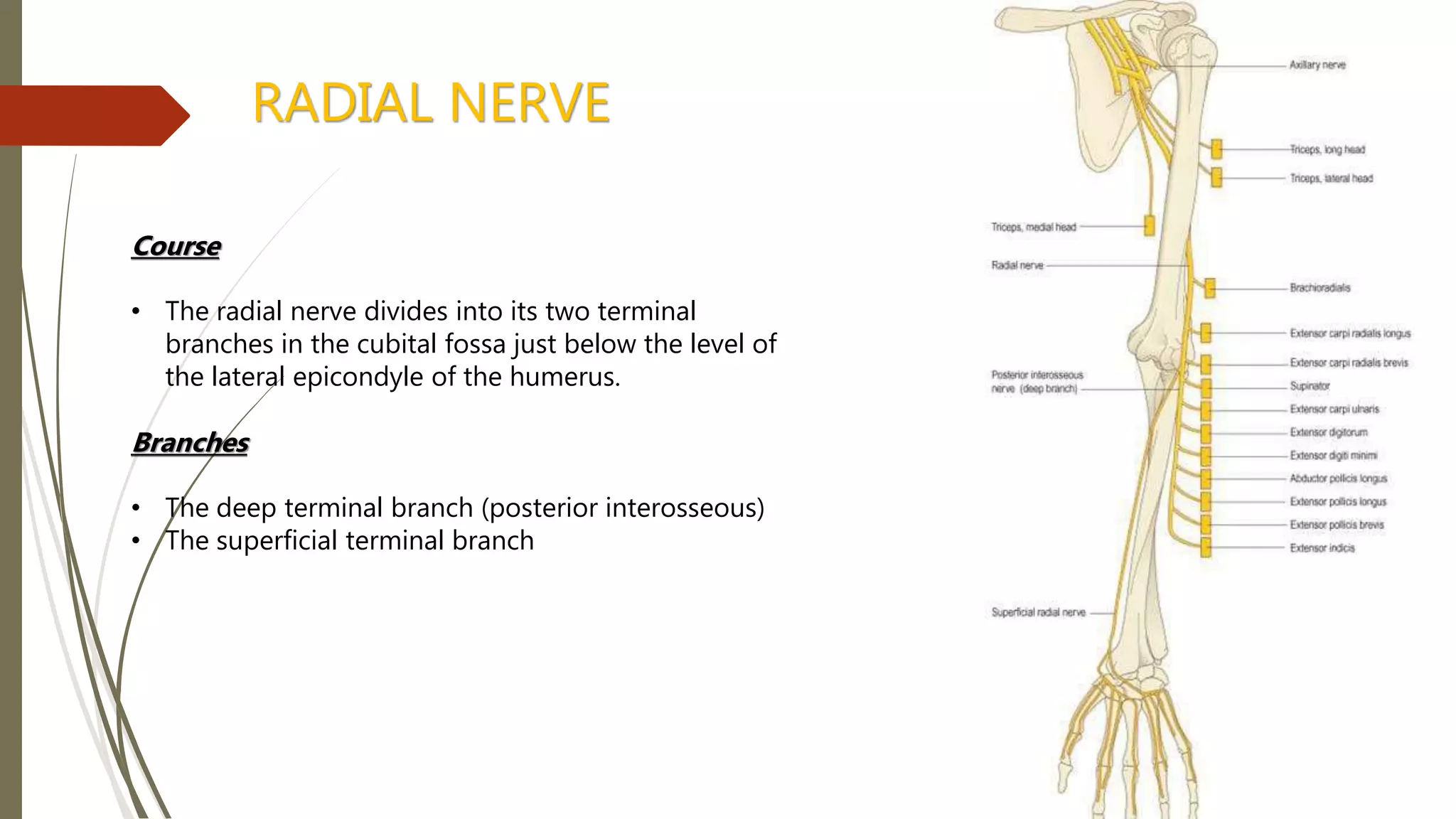 Forearm Anatomy | PPTX