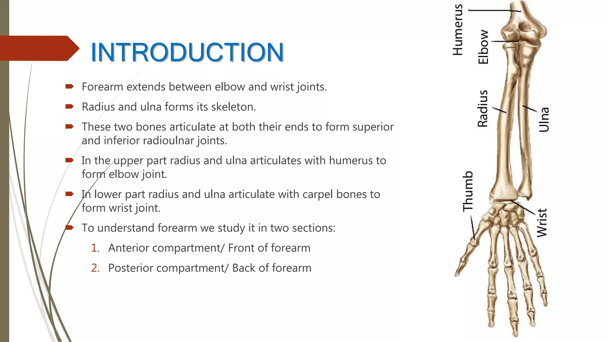 Forearm Anatomy | PPTX