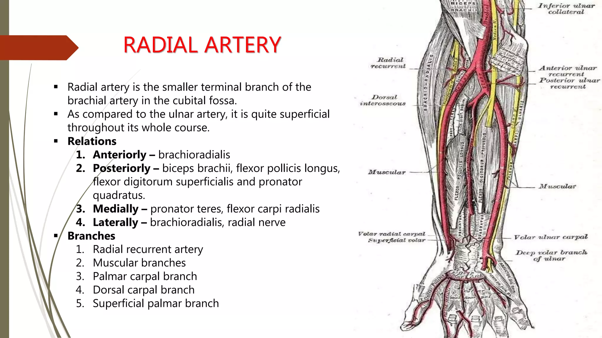 Forearm Anatomy | PPTX