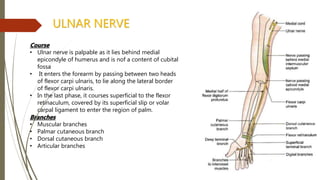 Forearm Anatomy | PPTX