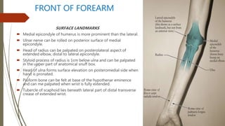 Forearm Anatomy | PPTX