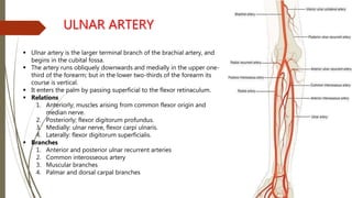 Forearm Anatomy | PPTX