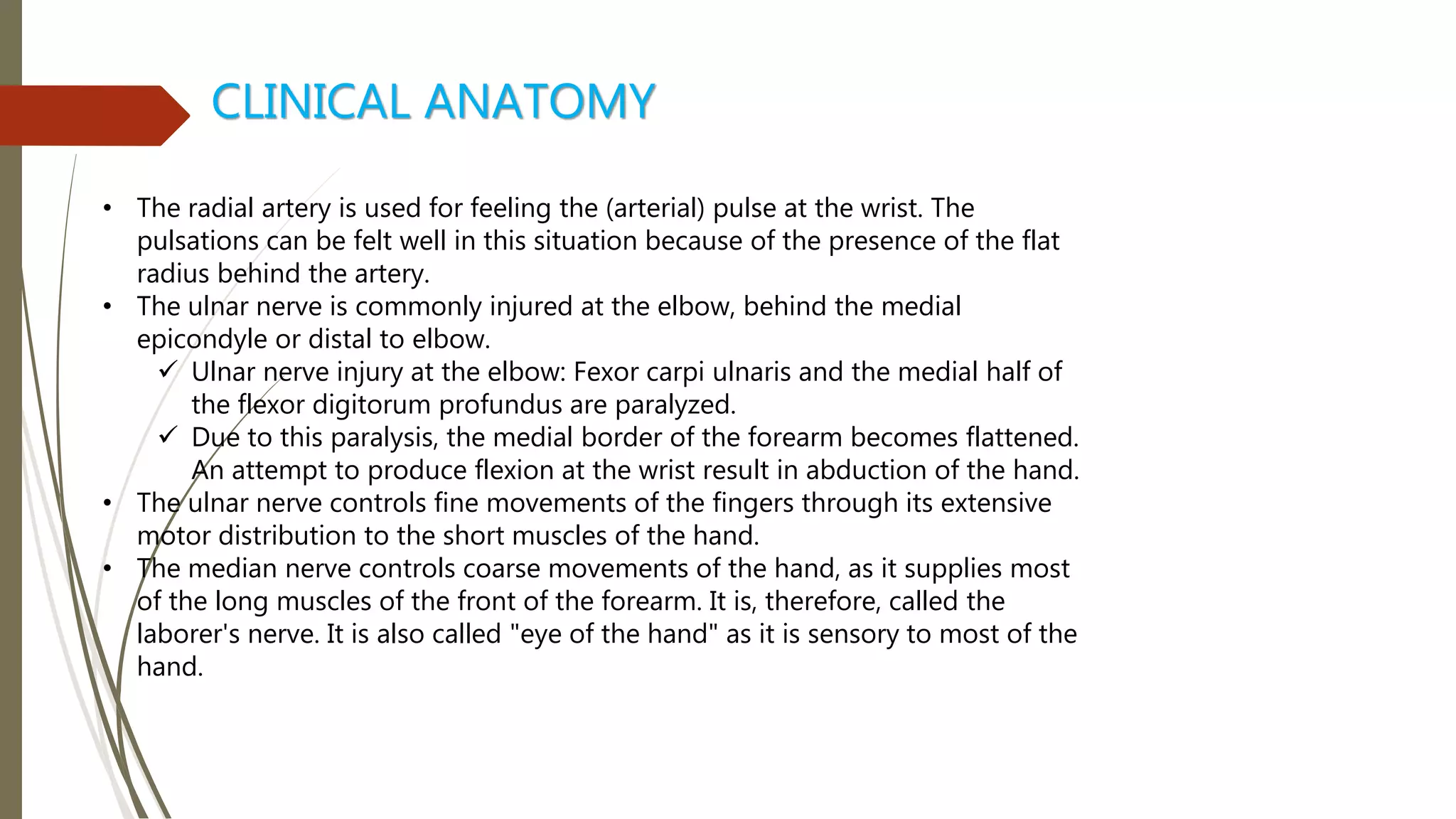 Forearm anatomy complete | PPTX