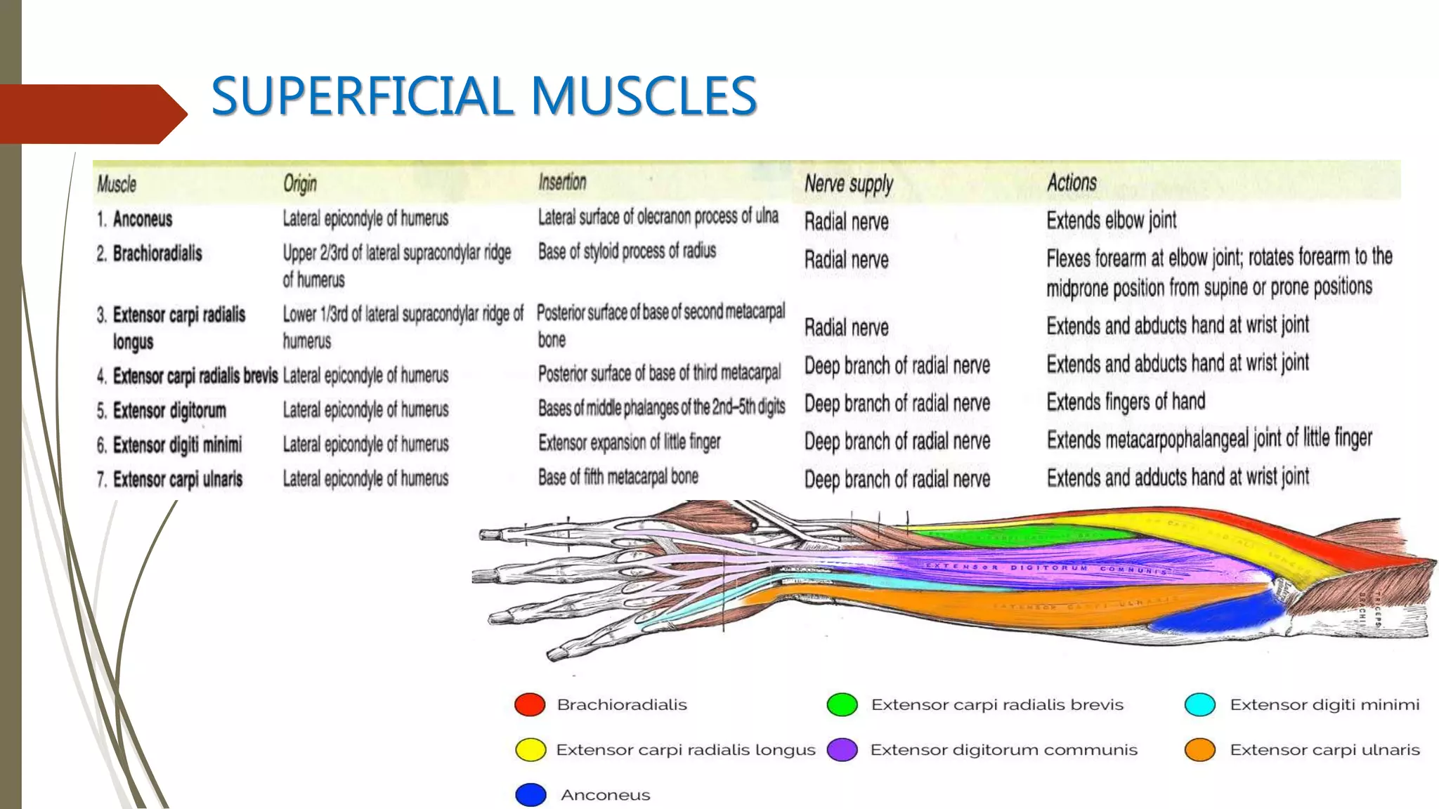 Forearm anatomy complete | PPTX