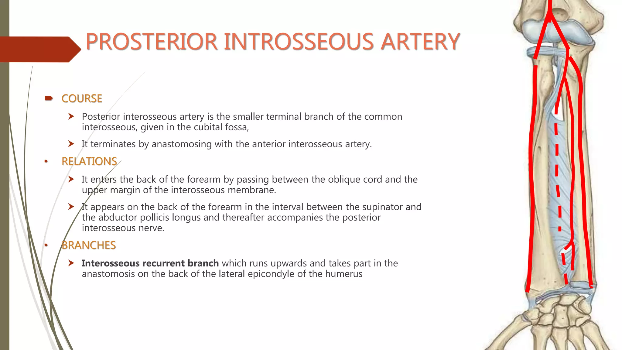 Forearm anatomy complete | PPTX