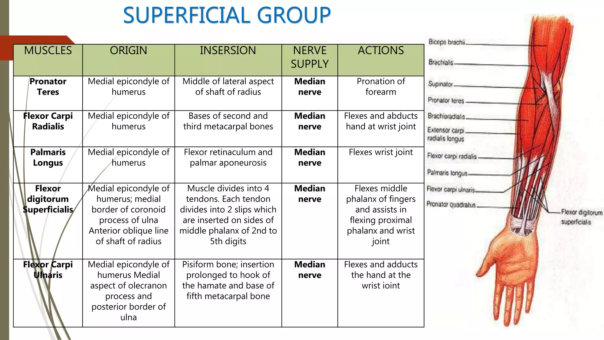 Forearm anatomy complete | PPTX