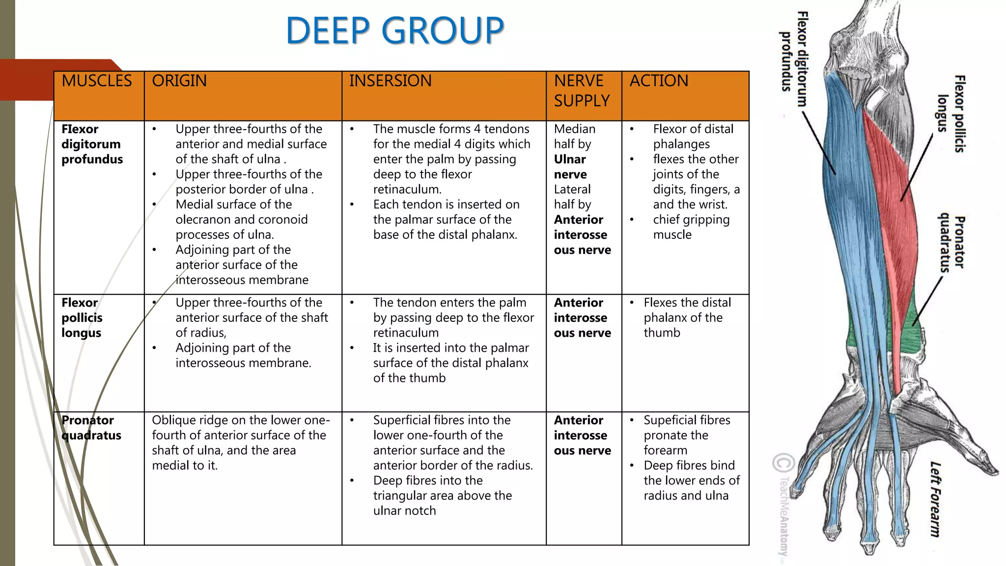 Forearm anatomy complete | PPTX