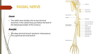 Forearm anatomy complete | PPTX