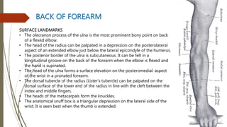 Forearm anatomy complete | PPTX