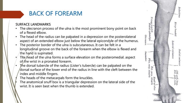 Forearm anatomy complete | PPTX | Death, Injury, or Military Conflict ...