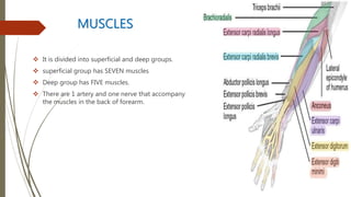 Forearm anatomy complete | PPTX