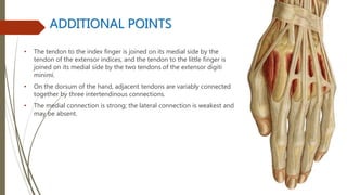 Forearm anatomy complete | PPTX