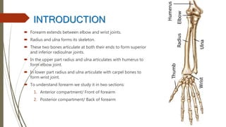 Forearm anatomy complete | PPTX