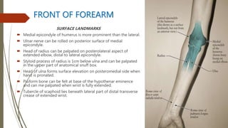 Forearm anatomy complete | PPTX