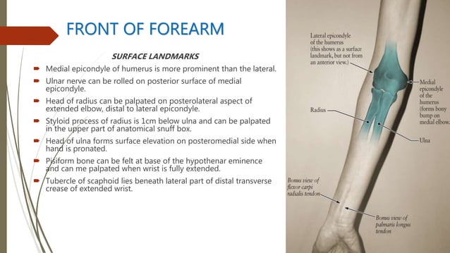 Forearm anatomy complete | PPTX | Death, Injury, or Military Conflict ...