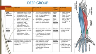 Forearm anatomy complete | PPTX