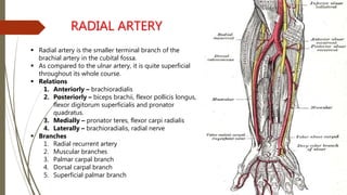 Forearm anatomy complete | PPTX