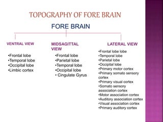 Fore brain | PPTX