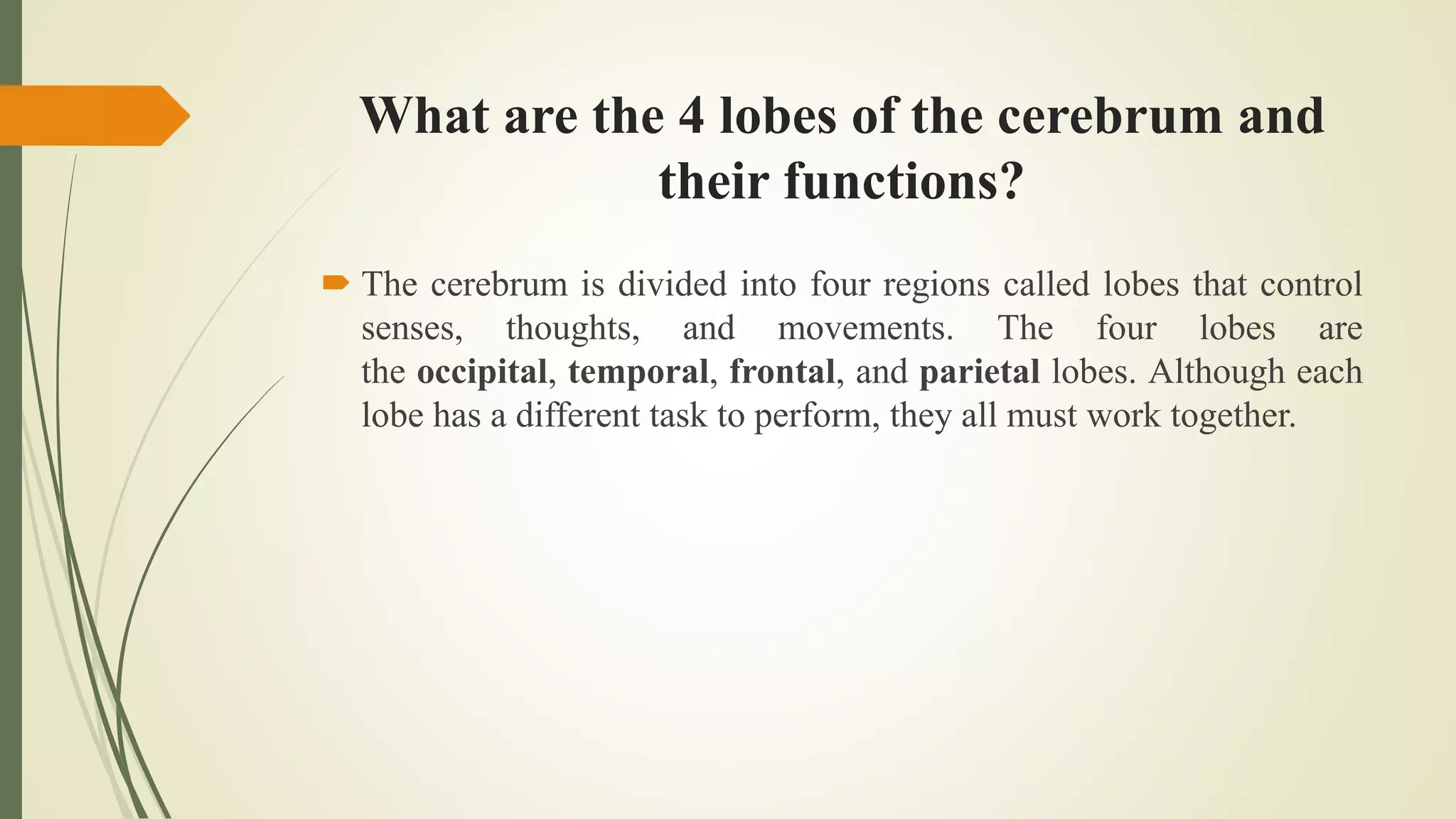 Fore Brain Its Structure Functions And Related Disorders Pptx