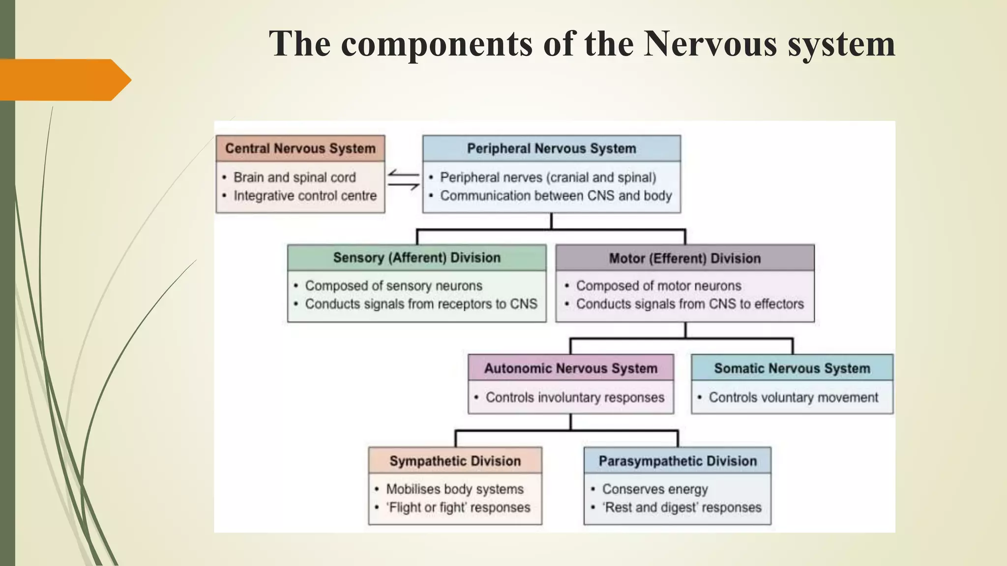 Fore-brain it's structure functions and related Disorders. | PPTX