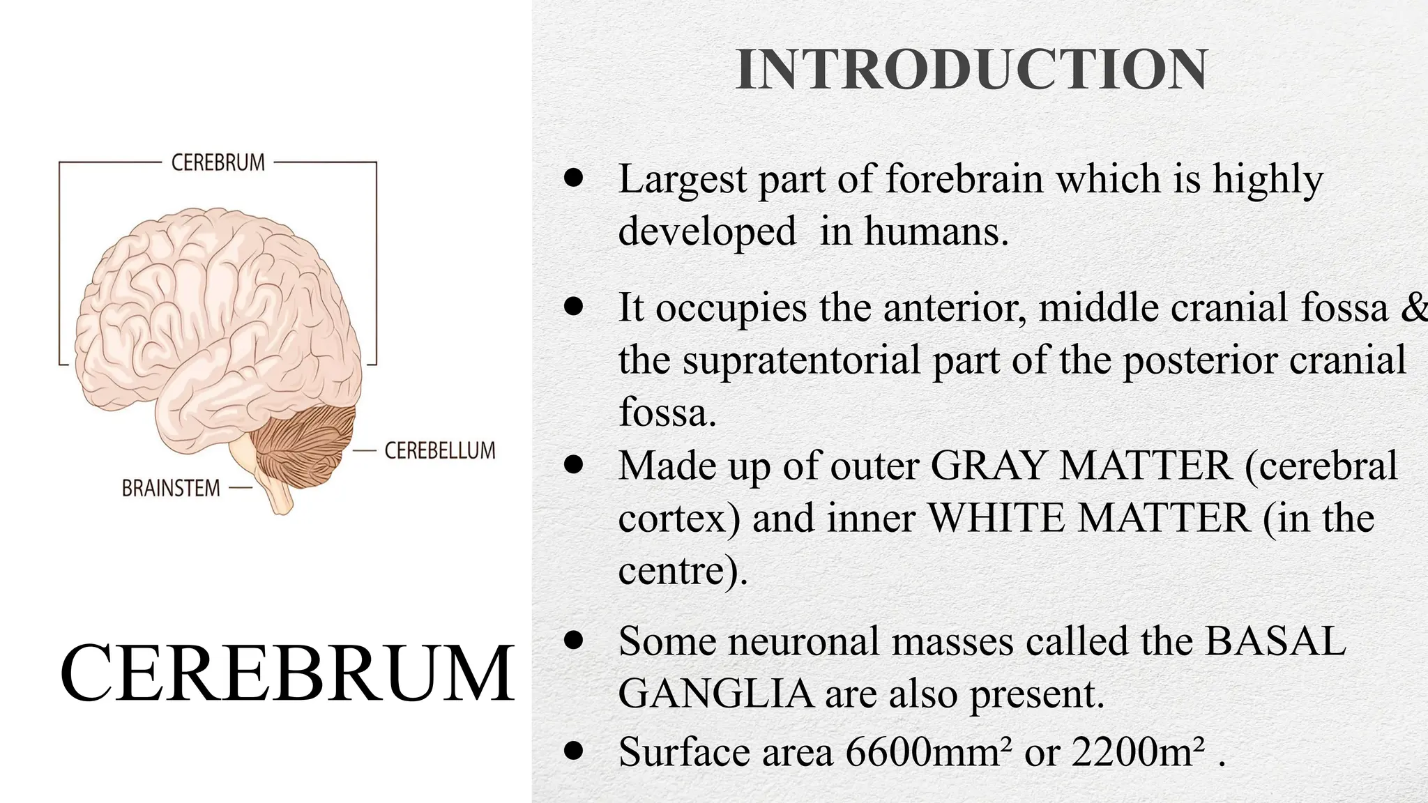 FORE BRAIN (cerebrum).pptx cerebrum anatomy fore brain with diagrams | PPT