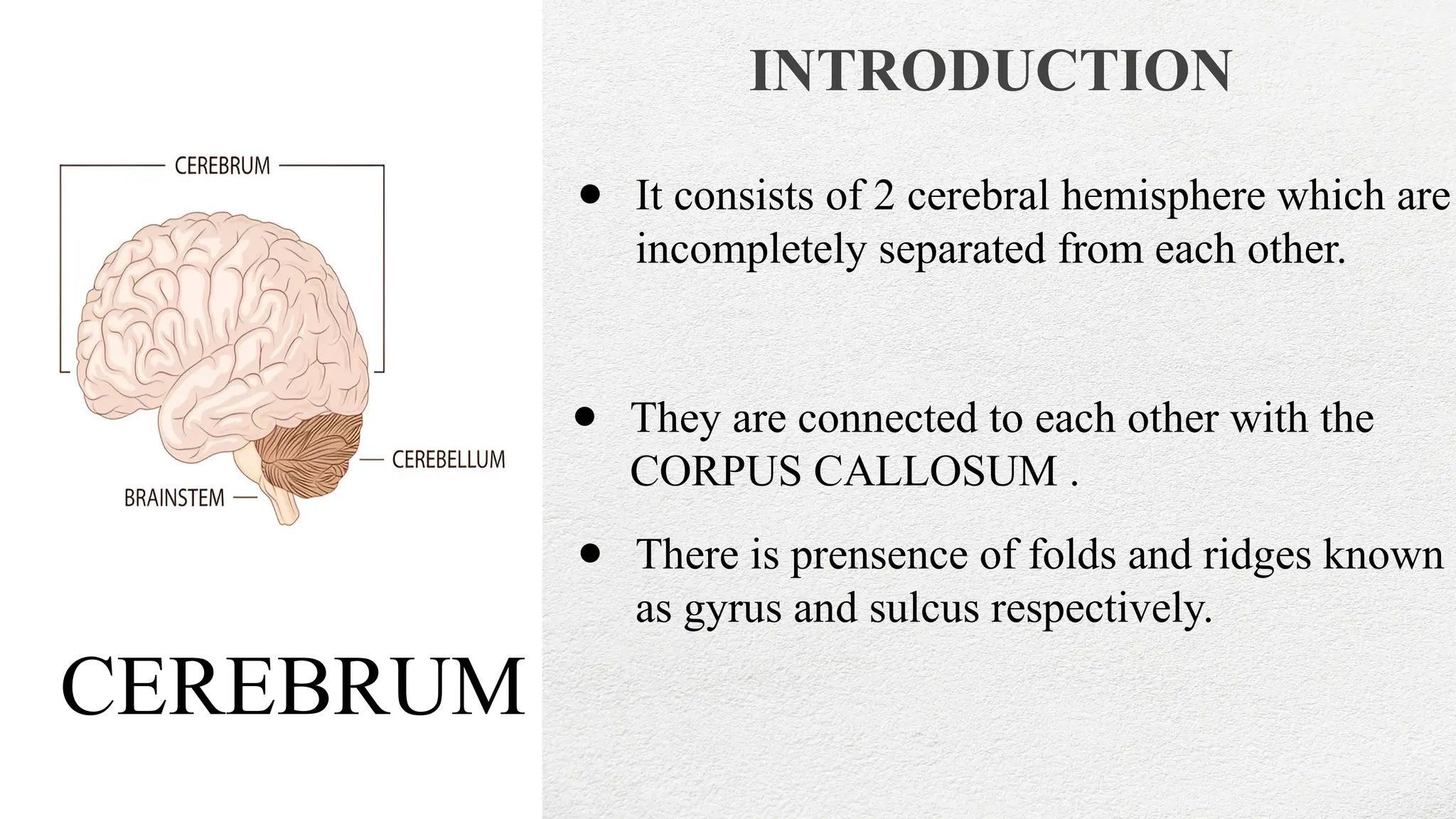 FORE BRAIN (cerebrum).pptx cerebrum anatomy fore brain with diagrams | PPT