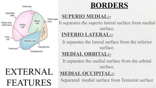 FORE BRAIN (cerebrum).pptx cerebrum anatomy fore brain with diagrams | PPTX