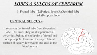 FORE BRAIN (cerebrum).pptx cerebrum anatomy fore brain with diagrams | PPTX