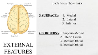 FORE BRAIN (cerebrum).pptx cerebrum anatomy fore brain with diagrams | PPTX