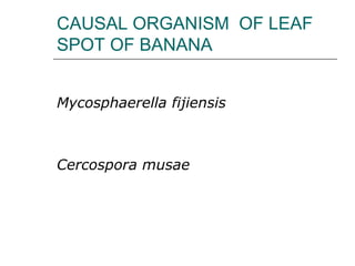 Forecasting Model for leaf Spot of Banana by Md. Kamaruzzaman | PPT
