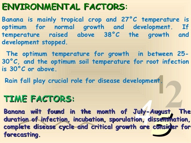 Forecasting Model For Wilt Of Banana By Md Kamaruzzaman Shakil
