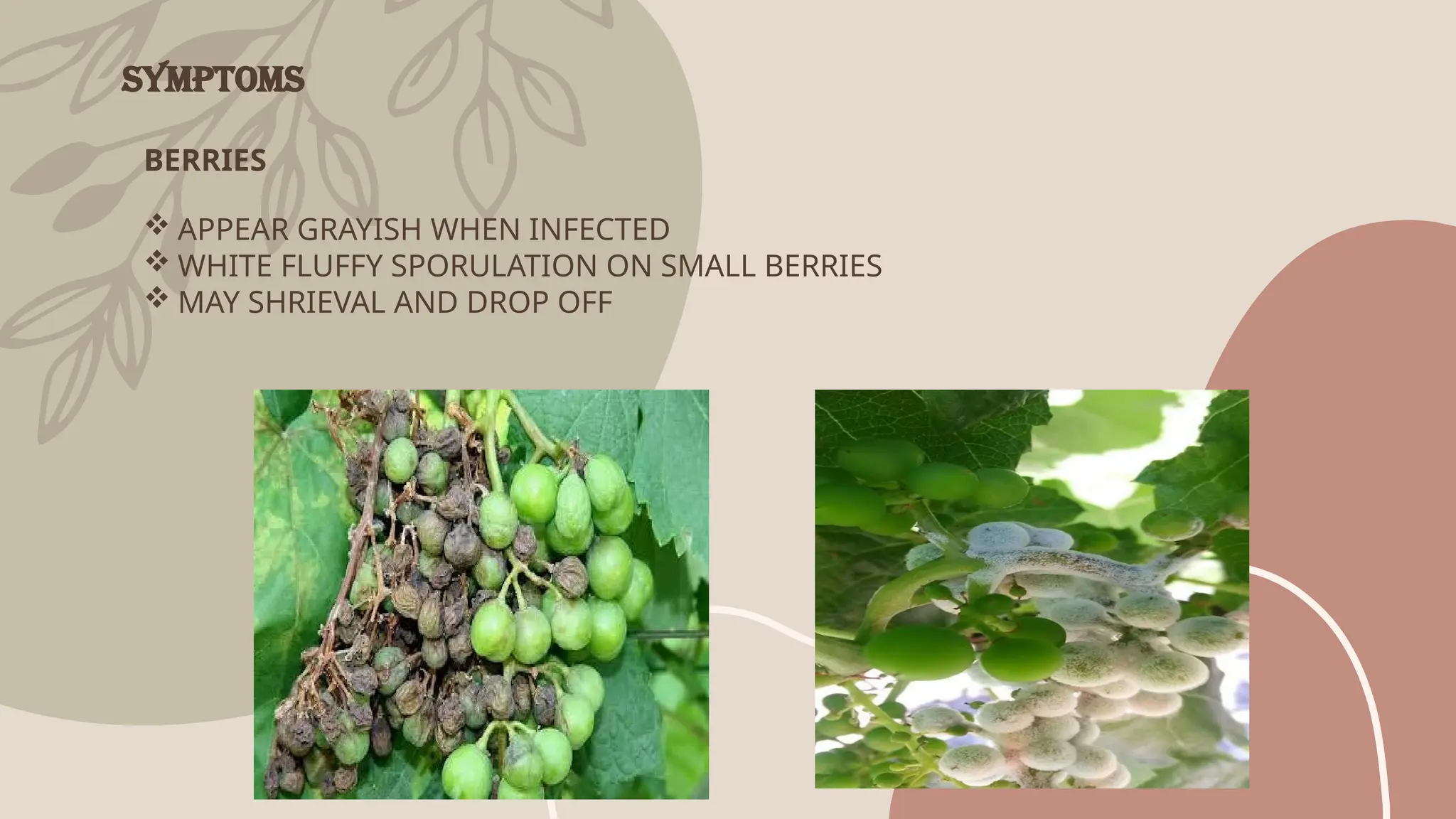 FORECASTING MODELS OF GRAPEVINE DOWNY MILDEW.pptx