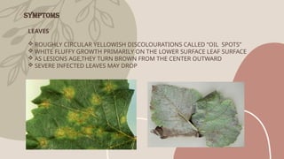 FORECASTING MODELS OF GRAPEVINE DOWNY MILDEW.pptx