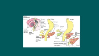 Foregut | PPT