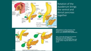 Foregut | PPT