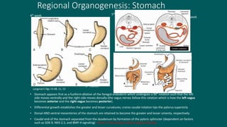 Foregut | PPT