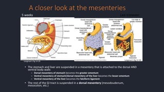 Foregut | PPTX