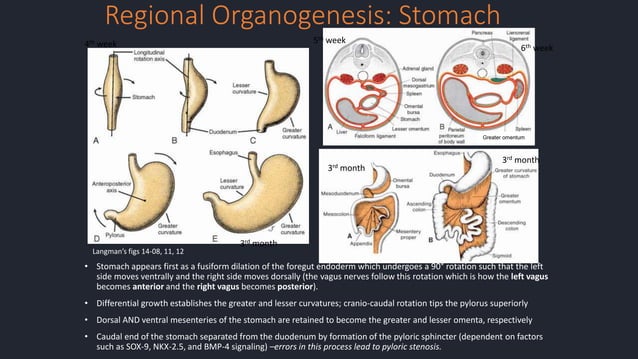 Foregut | PPT