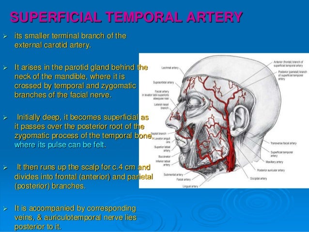 Superficial Temporal Artery Pulse