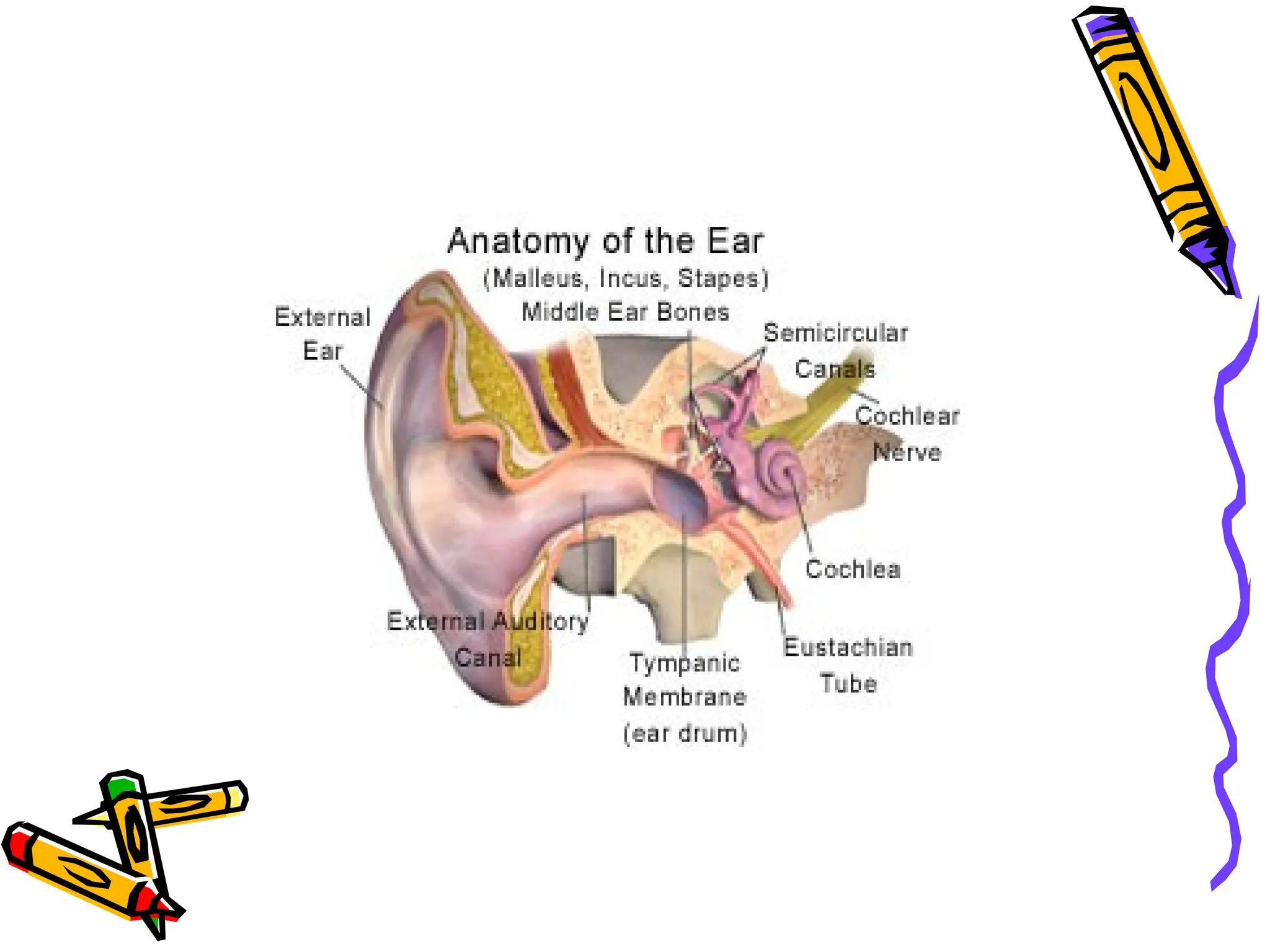 Foreign Body in the Ear.ppt uuuuuuuuuuuu | PPT
