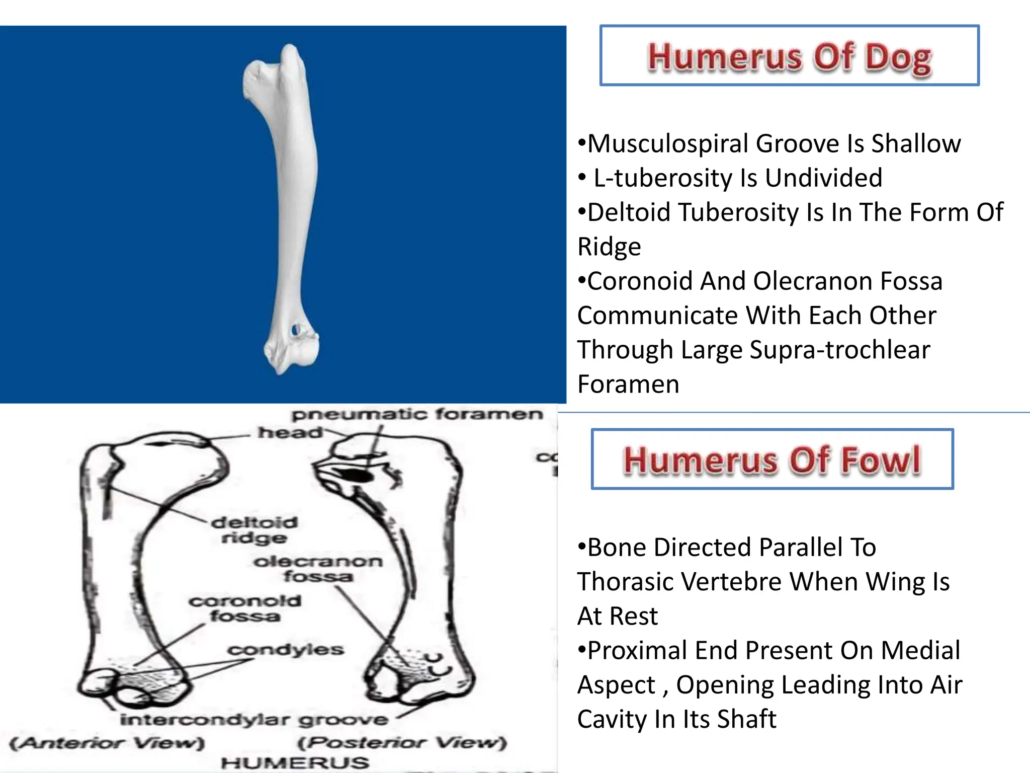 veterinary anatomy (Forelimb).pptx