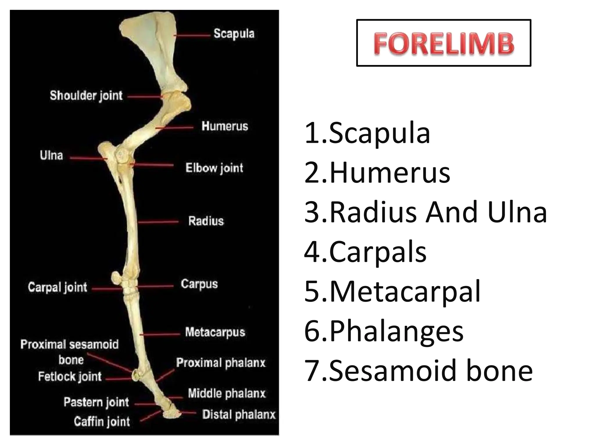 veterinary anatomy (Forelimb).pptx