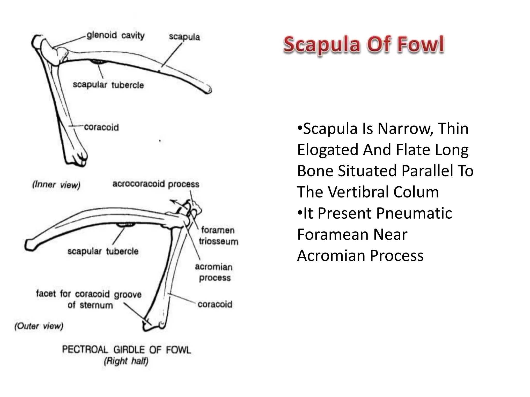 veterinary anatomy (Forelimb).pptx