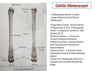 veterinary anatomy (Forelimb).pptx