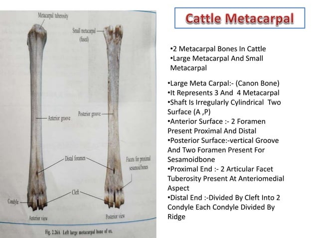 veterinary anatomy (Forelimb).pptx