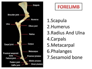 veterinary anatomy (Forelimb).pptx