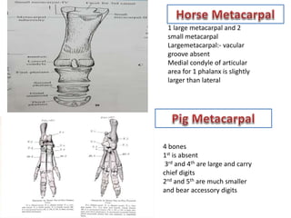veterinary anatomy (Forelimb).pptx