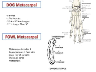 veterinary anatomy (Forelimb).pptx