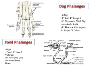 veterinary anatomy (Forelimb).pptx