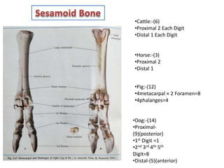 veterinary anatomy (Forelimb).pptx
